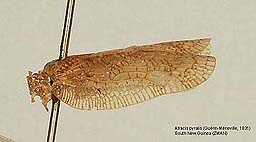 Papua Insects Foundation (Hemiptera/Auchenorrhyncha/leafhopper ...